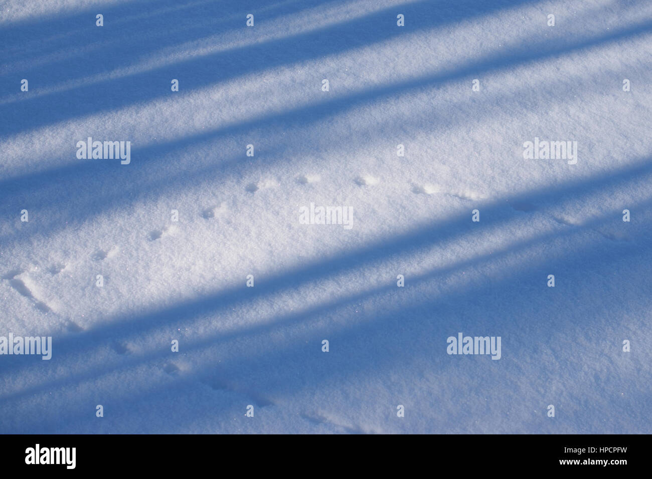 Animal Tracks and Shadows on Snow Stock Photo - Alamy