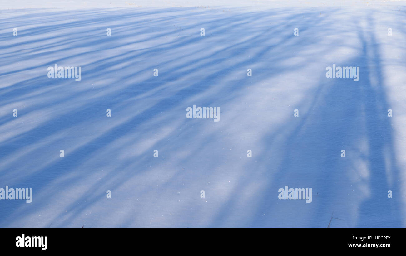 Tree Shadows Cast on Snowy Field Stock Photo - Alamy