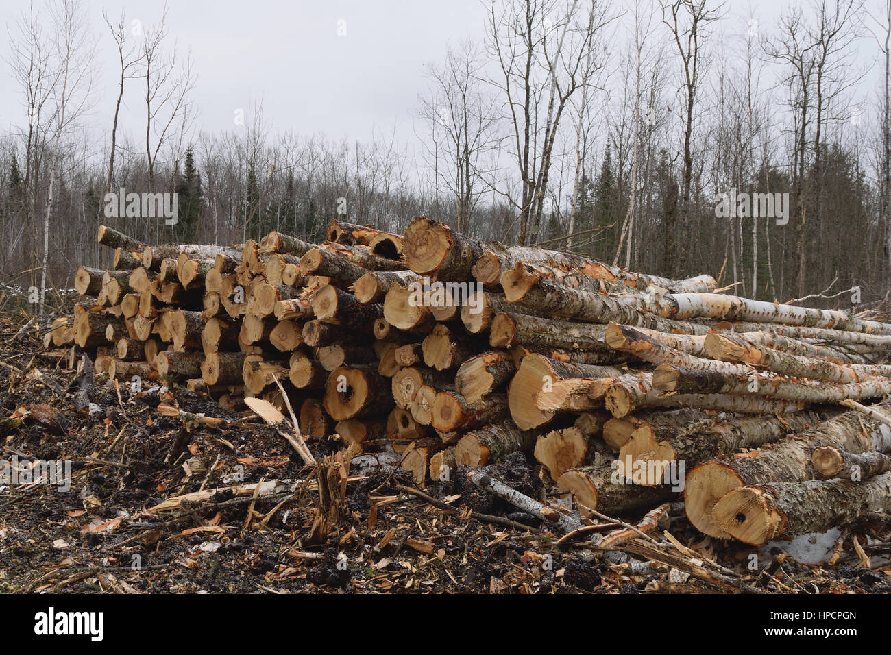 Birch log cross section hi-res stock photography and images - Alamy