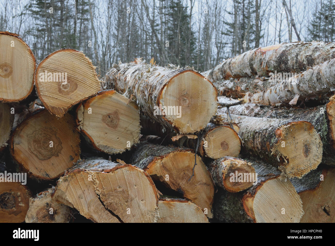 Birch log cross section hi-res stock photography and images - Alamy