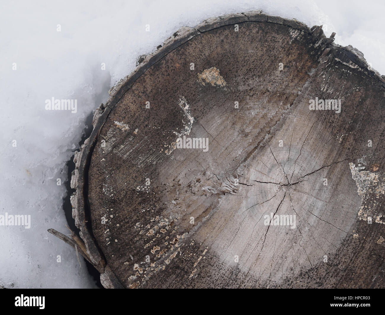 Sugar maple wood log hi-res stock photography and images - Alamy
