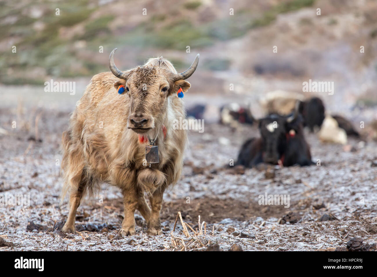 White yak hair hi-res stock photography and images - Alamy
