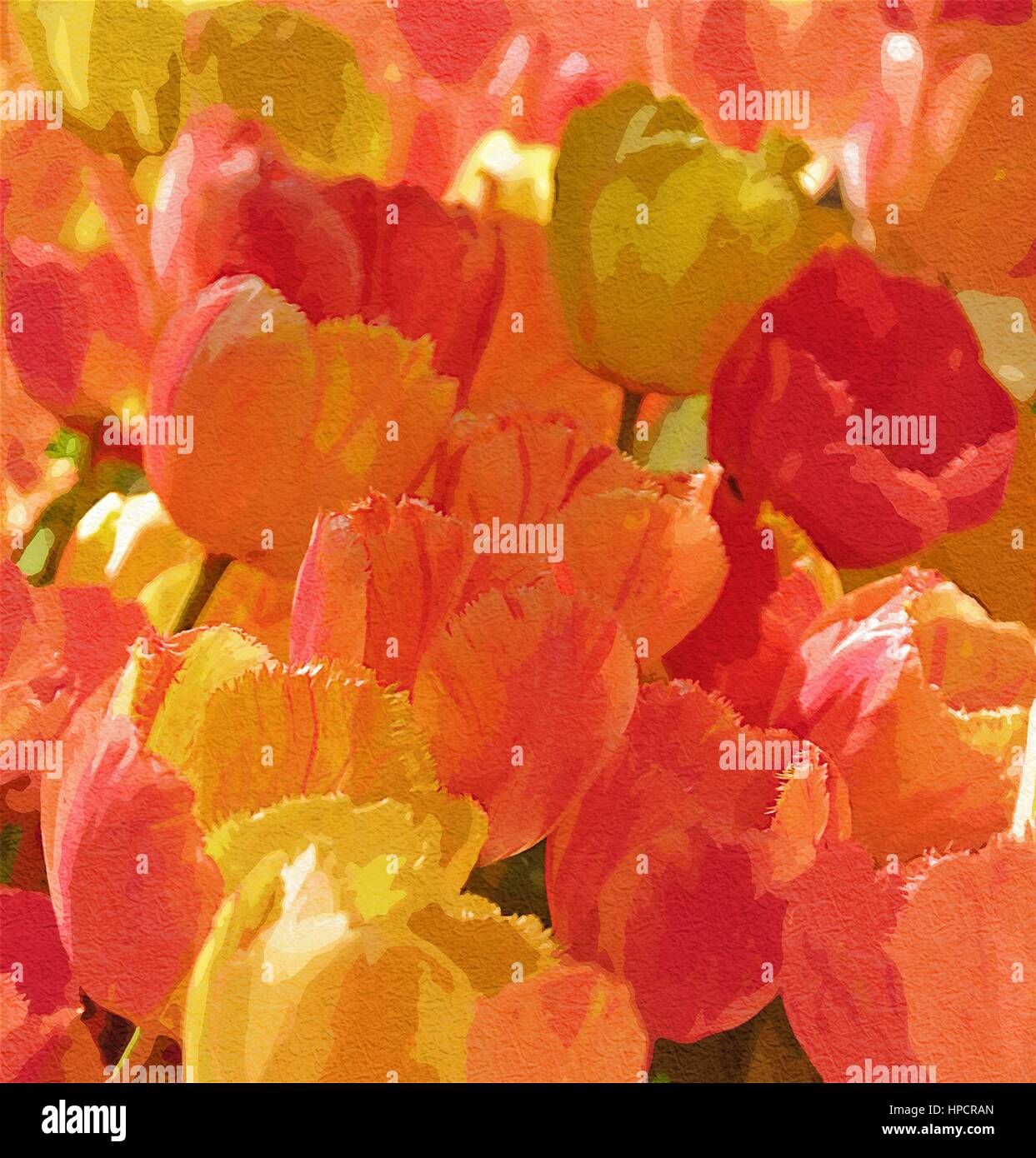 ORANGE RED YELLOW TULIPS Stock Photo - Alamy