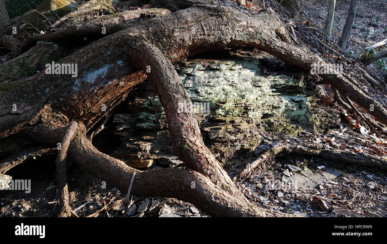 Hemlock Roots Overtaking Limestone Stock Photo - Alamy