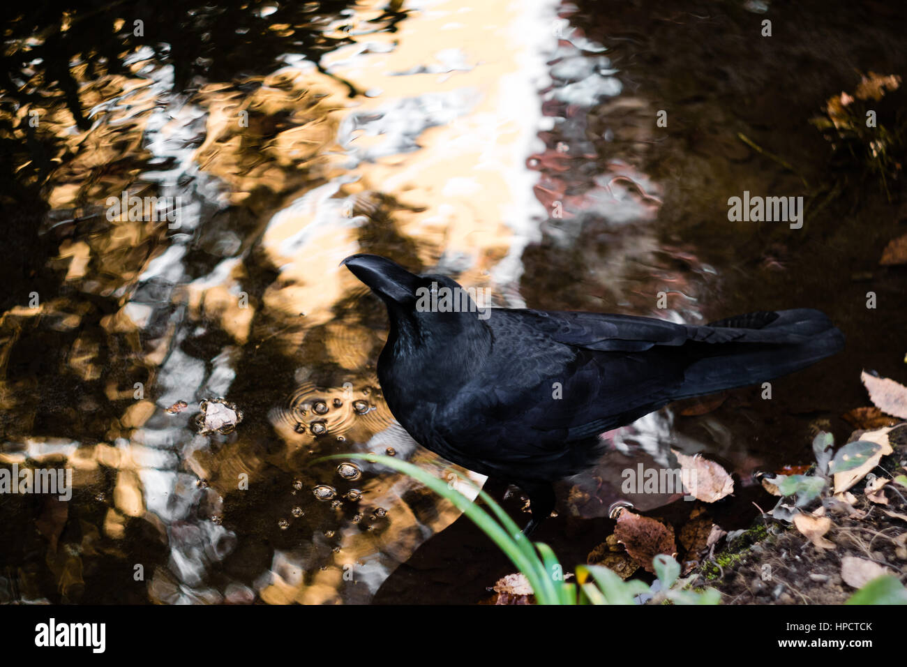 A Large Billed Crow, also known as a Jungle Crow, looking directly into ...