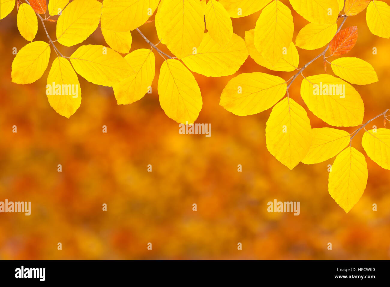 beech branch isolated on white Stock Photo - Alamy