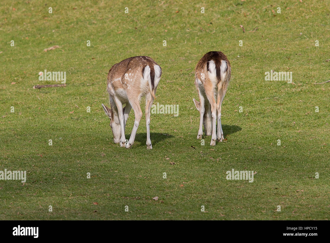 Animal bottoms hi-res stock photography and images - Alamy