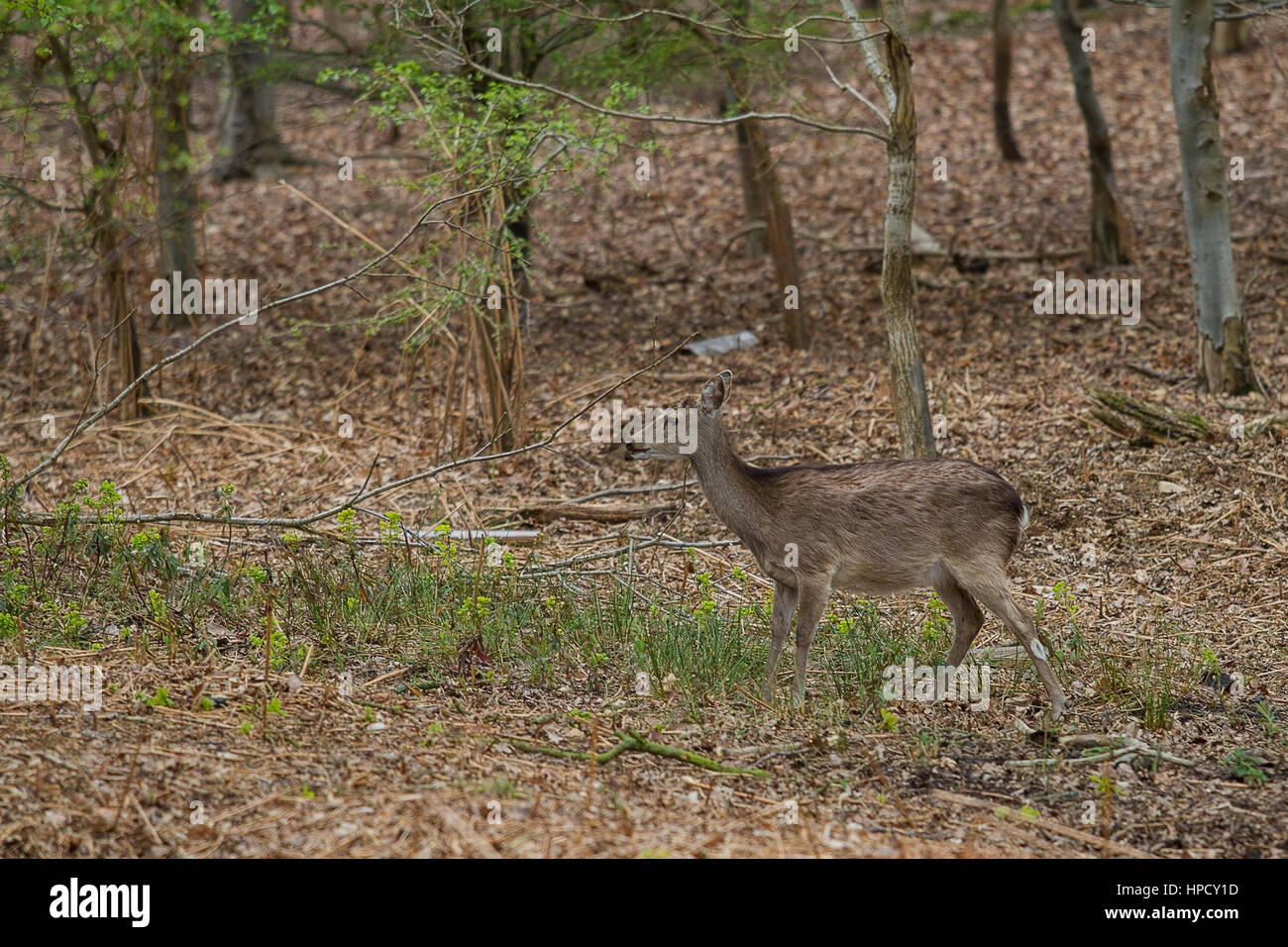 Female deer walking hi-res stock photography and images - Alamy