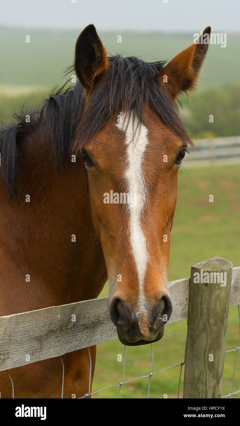 Chestnut pony hi-res stock photography and images - Alamy