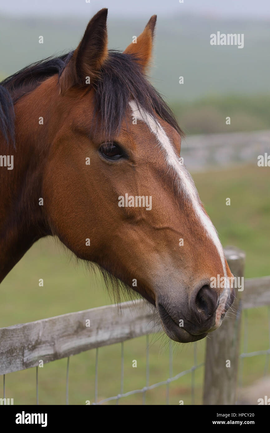 photo of a beautiful chestnut pony Stock Photo - Alamy