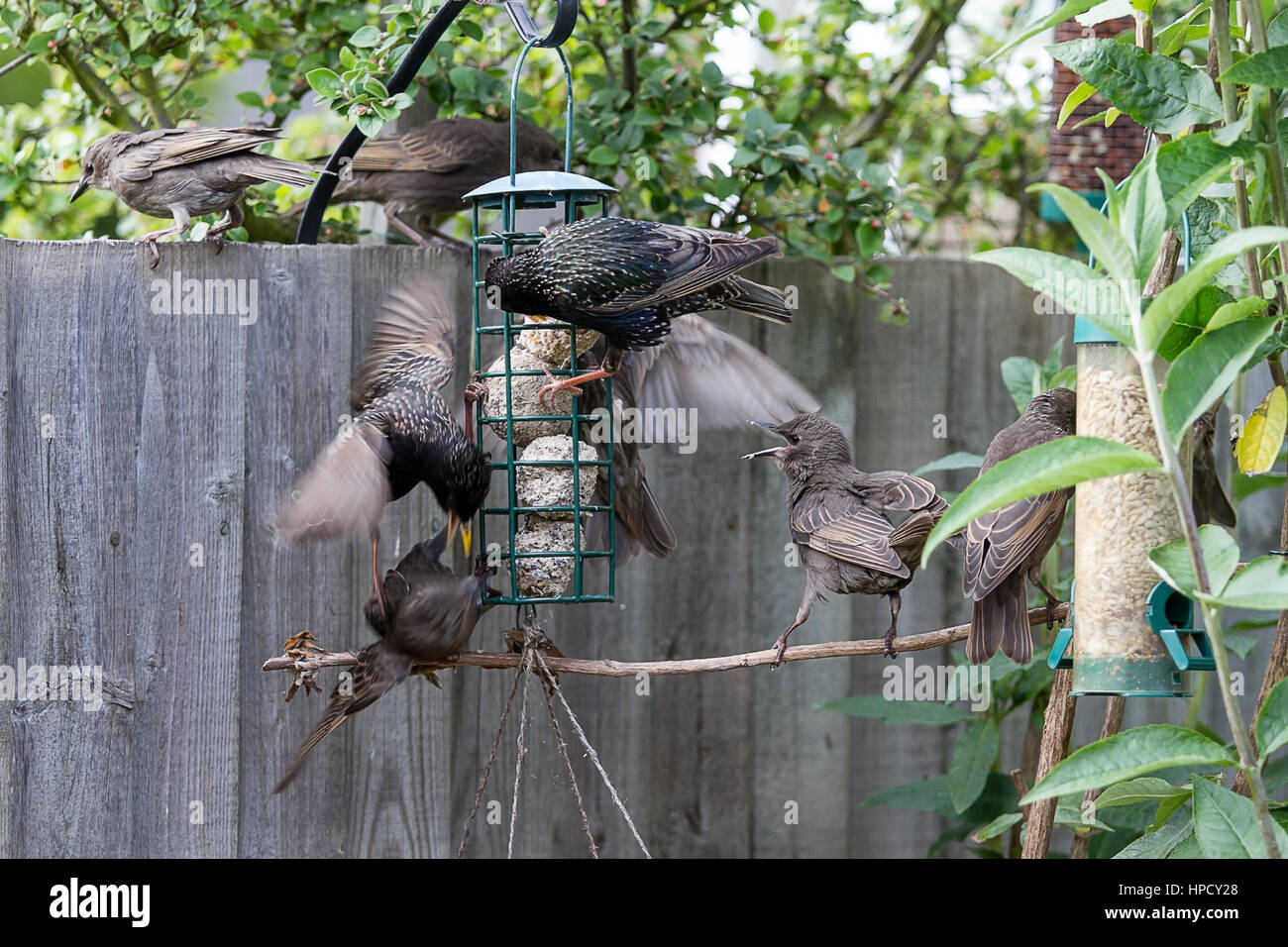 photo of a family of starlings fighting over food from a bird feeder ...