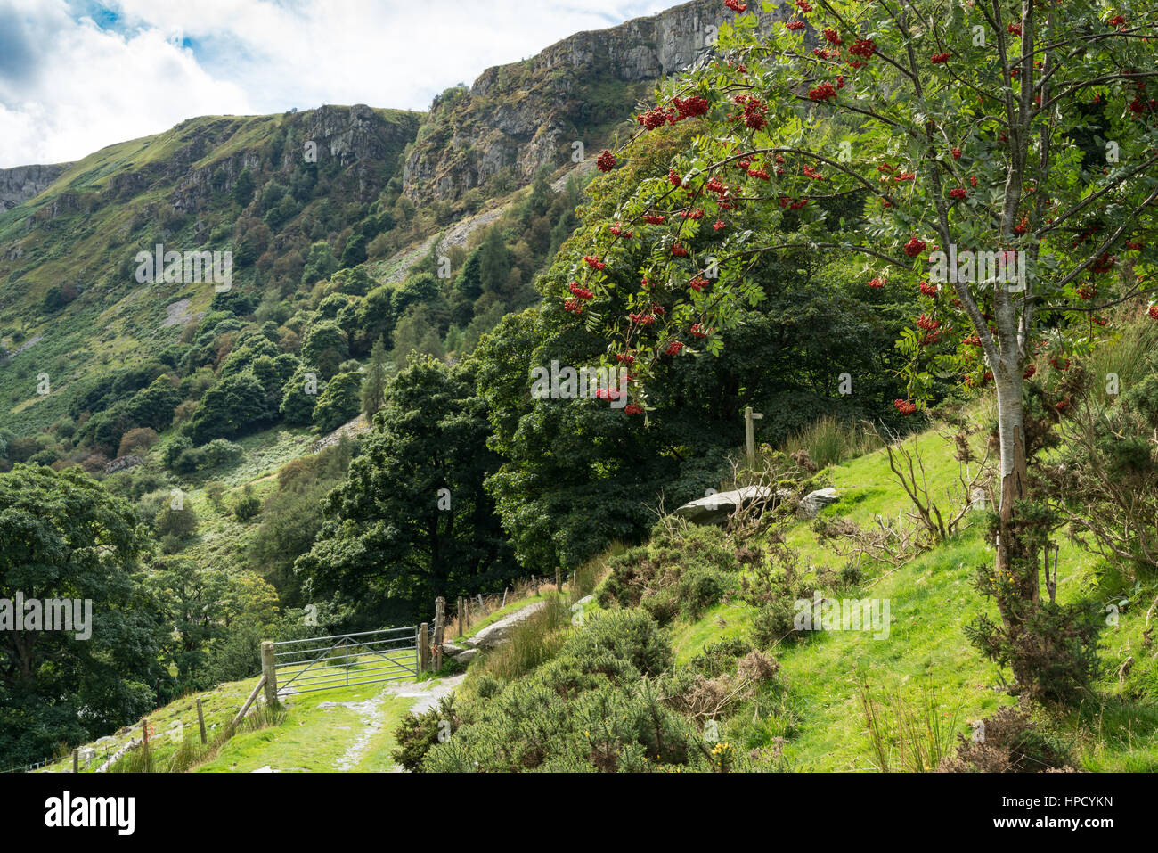 Hill path leading down to the base of the Pistyll Rhaeadr waterfall ...
