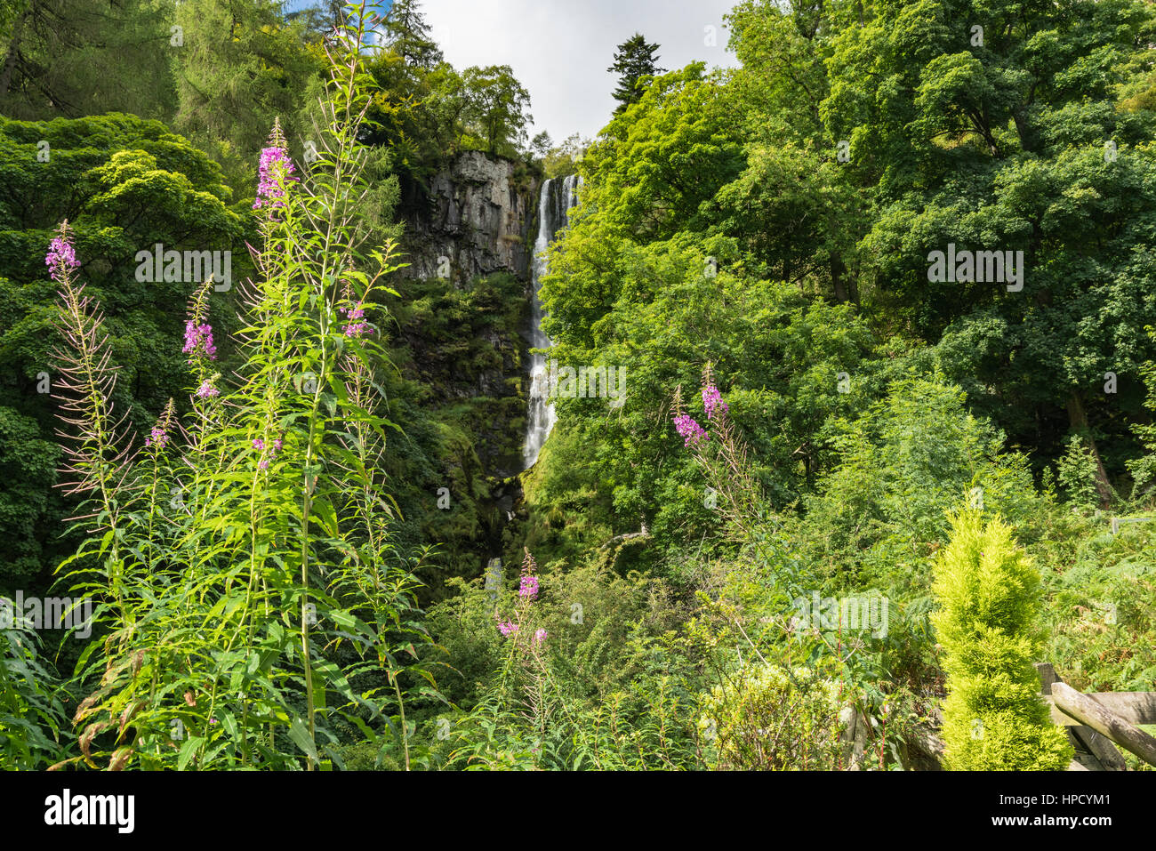 Pistyll Rhaeadr waterfall through pink wildflowers Stock Photo - Alamy