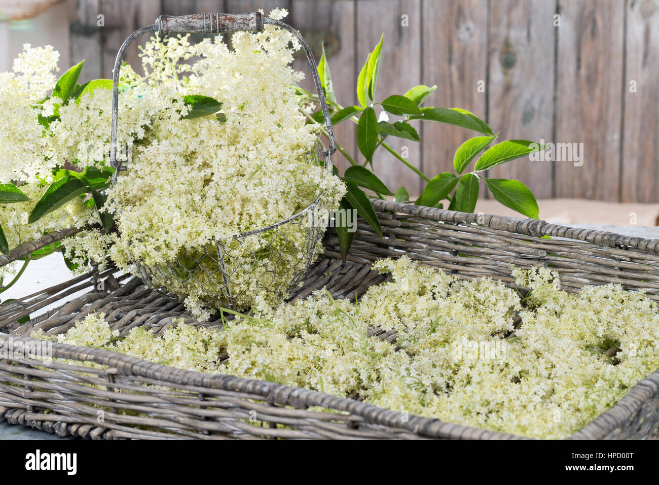 Holunderblüten, Holunderblüte, Holunder-Blüte, Blüten, Ernte, zum ...