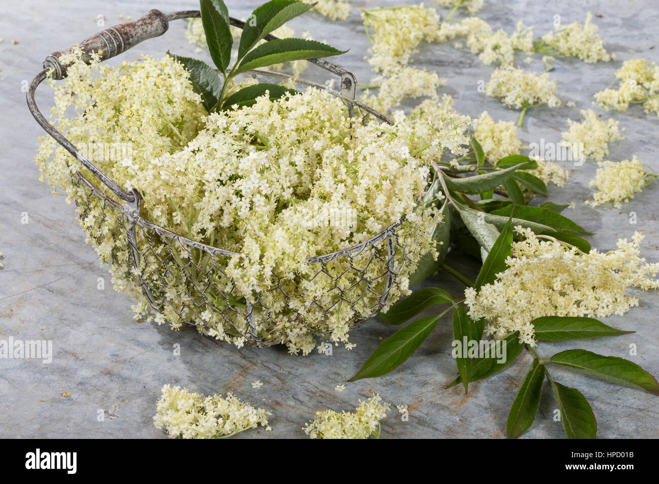 Holunderblüten, Holunderblüte, Holunder-Blüte, Blüten, Ernte, zum ...