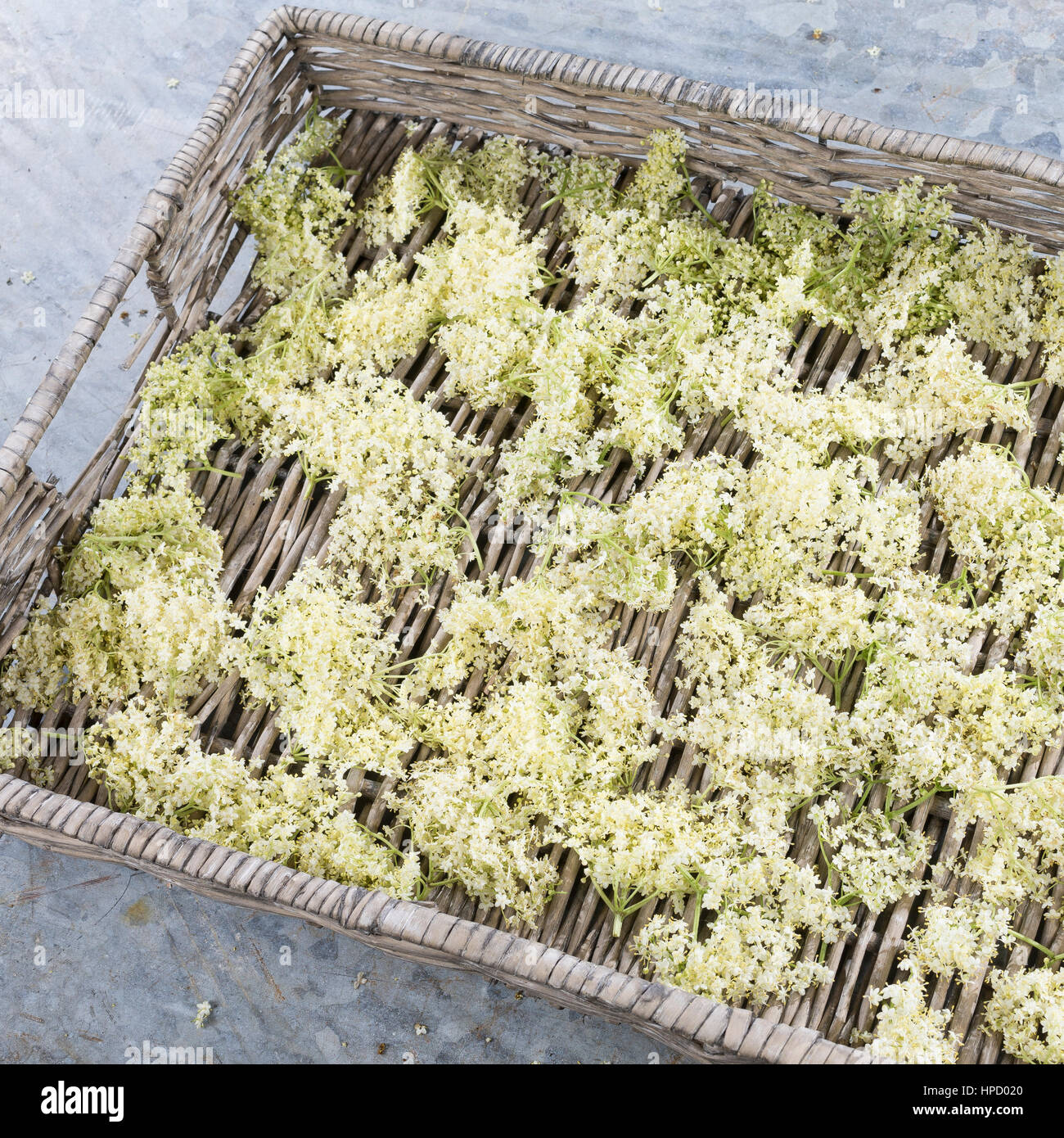 Holunderblüten, Holunderblüte, Holunder-Blüte, Blüten, Ernte, zum ...