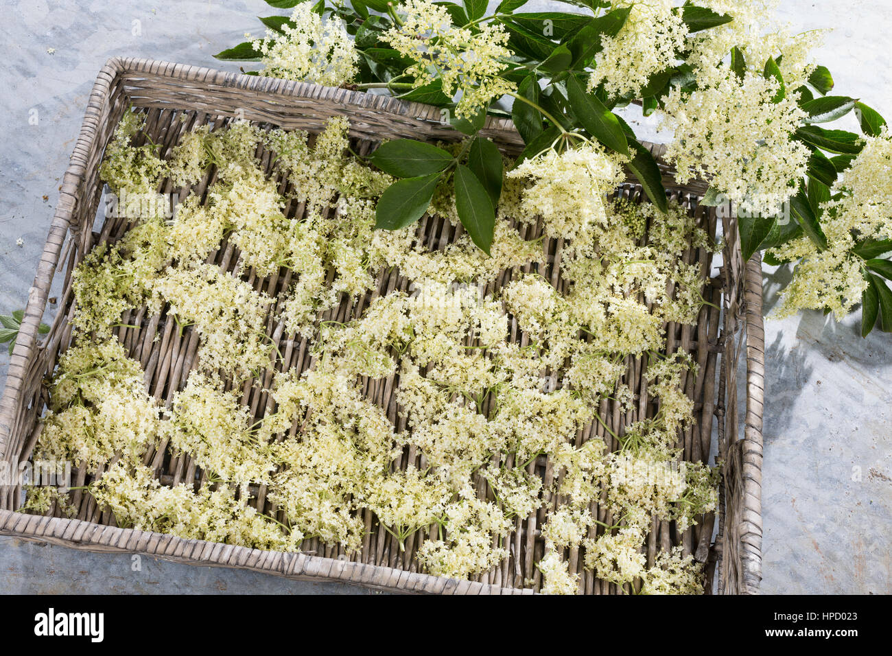 Holunderblüten, Holunderblüte, Holunder-Blüte, Blüten, Ernte, zum ...