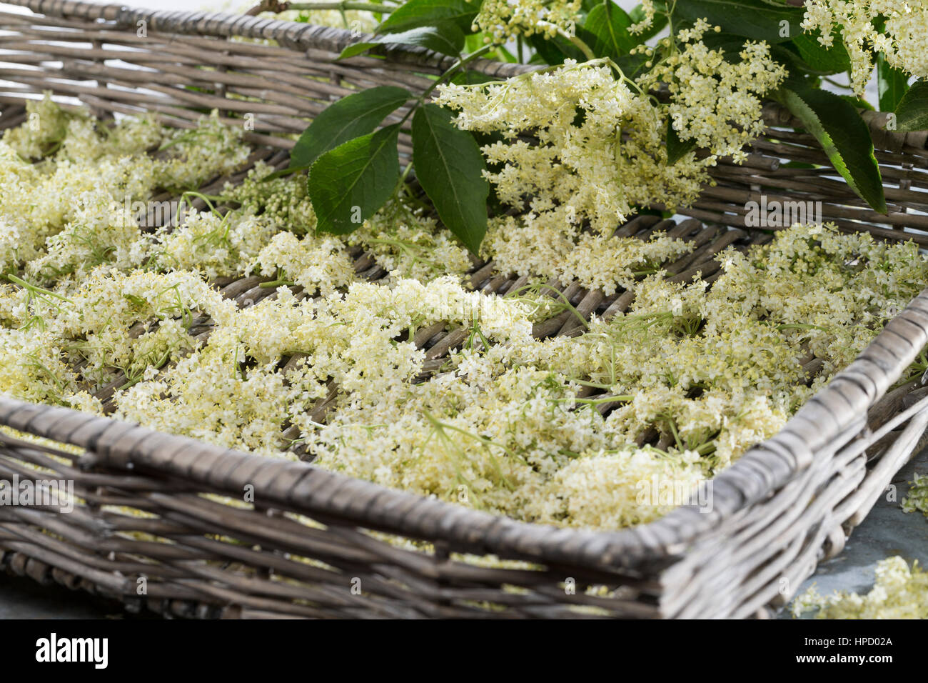 Holunderblüten, Holunderblüte, Holunder-Blüte, Blüten, Ernte, zum ...