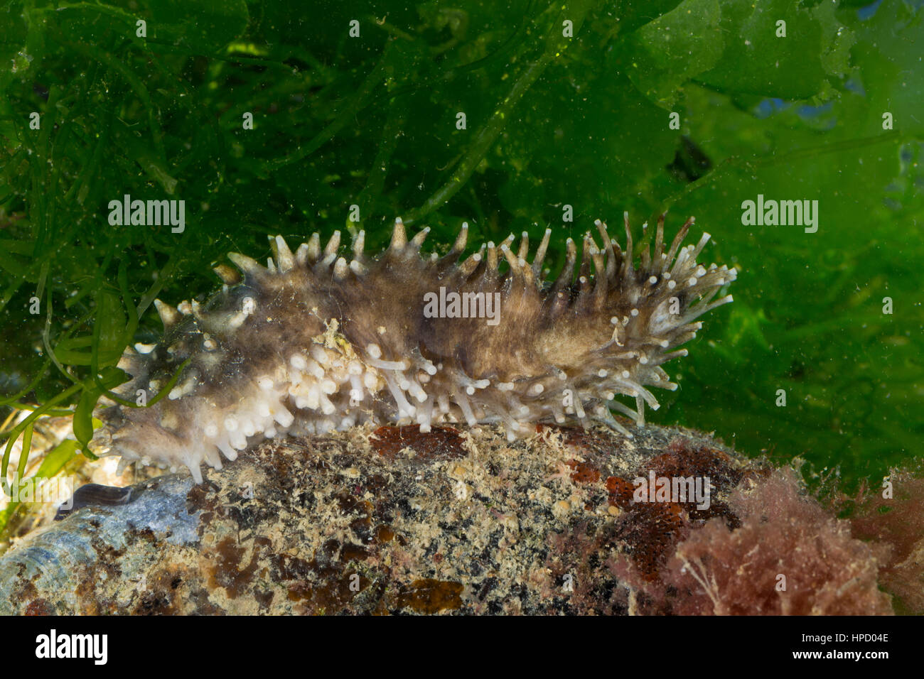 Cucumaria hi-res stock photography and images - Alamy