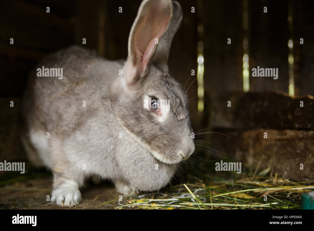The rabbit in a cage looks in the chamber one eye Stock Photo - Alamy