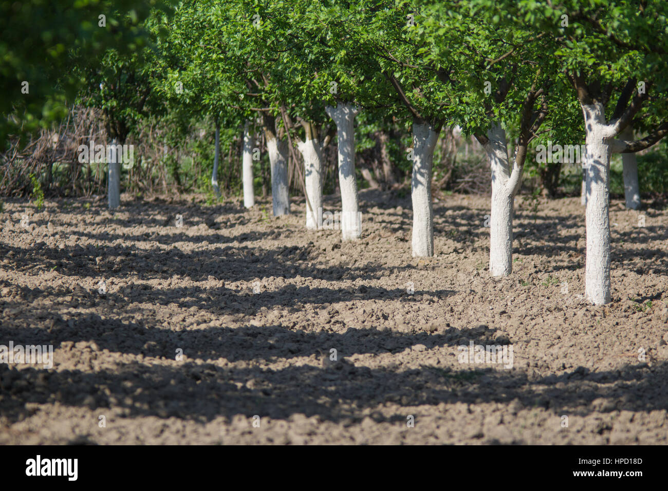 Sunscald hi-res stock photography and images - Alamy