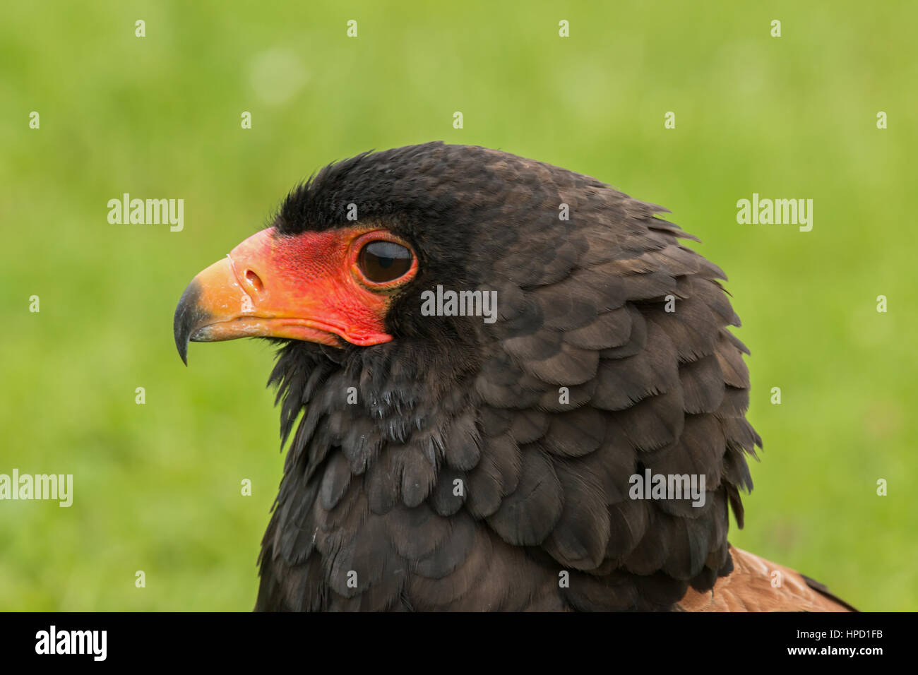 Portrait of a Bateleur Eagle Stock Photo - Alamy