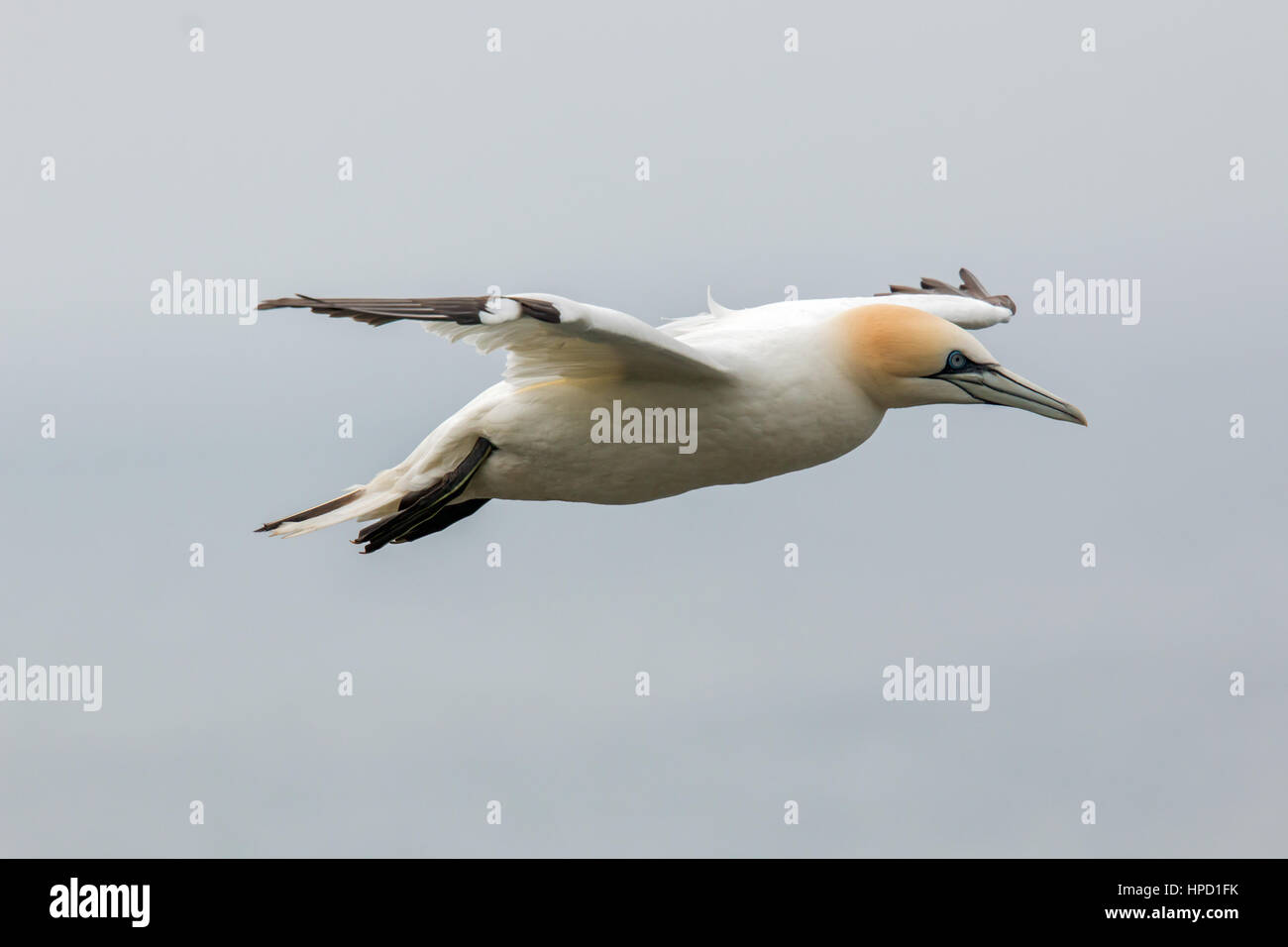 Troup head scotland hi-res stock photography and images - Alamy