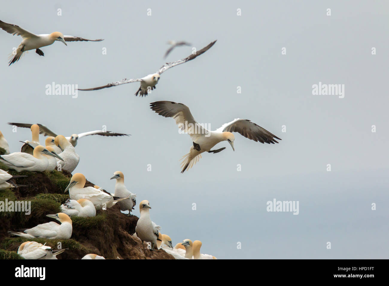 Troup head scotland hi-res stock photography and images - Alamy