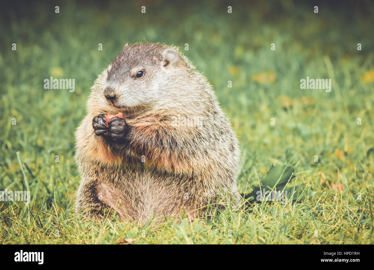 Adorable and plump groundhog (Marmota Monax) sitting in grass and ...