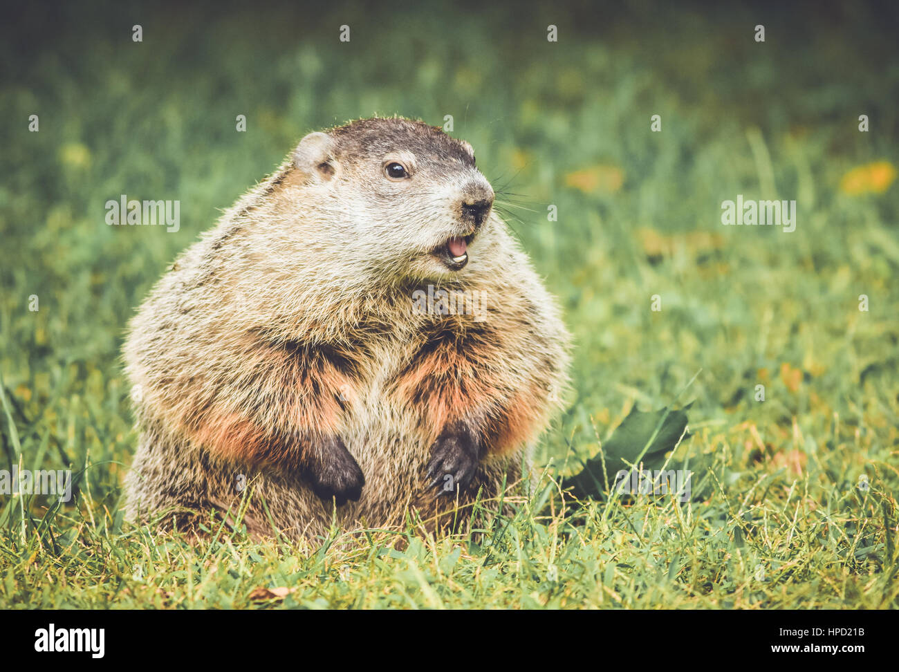 Marmota monax hi-res stock photography and images - Alamy