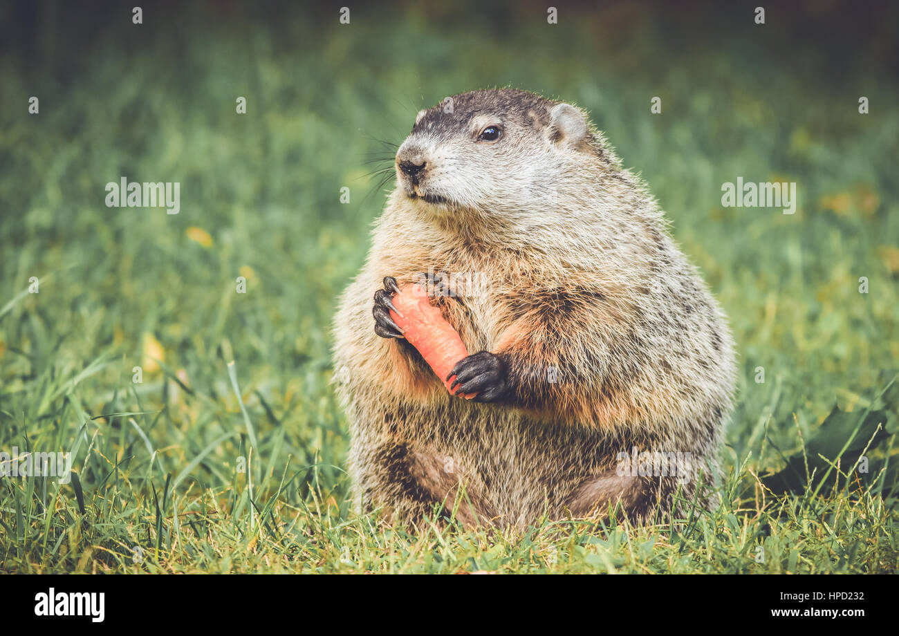 Adorable and plump groundhog (Marmota Monax) sitting in grass and ...