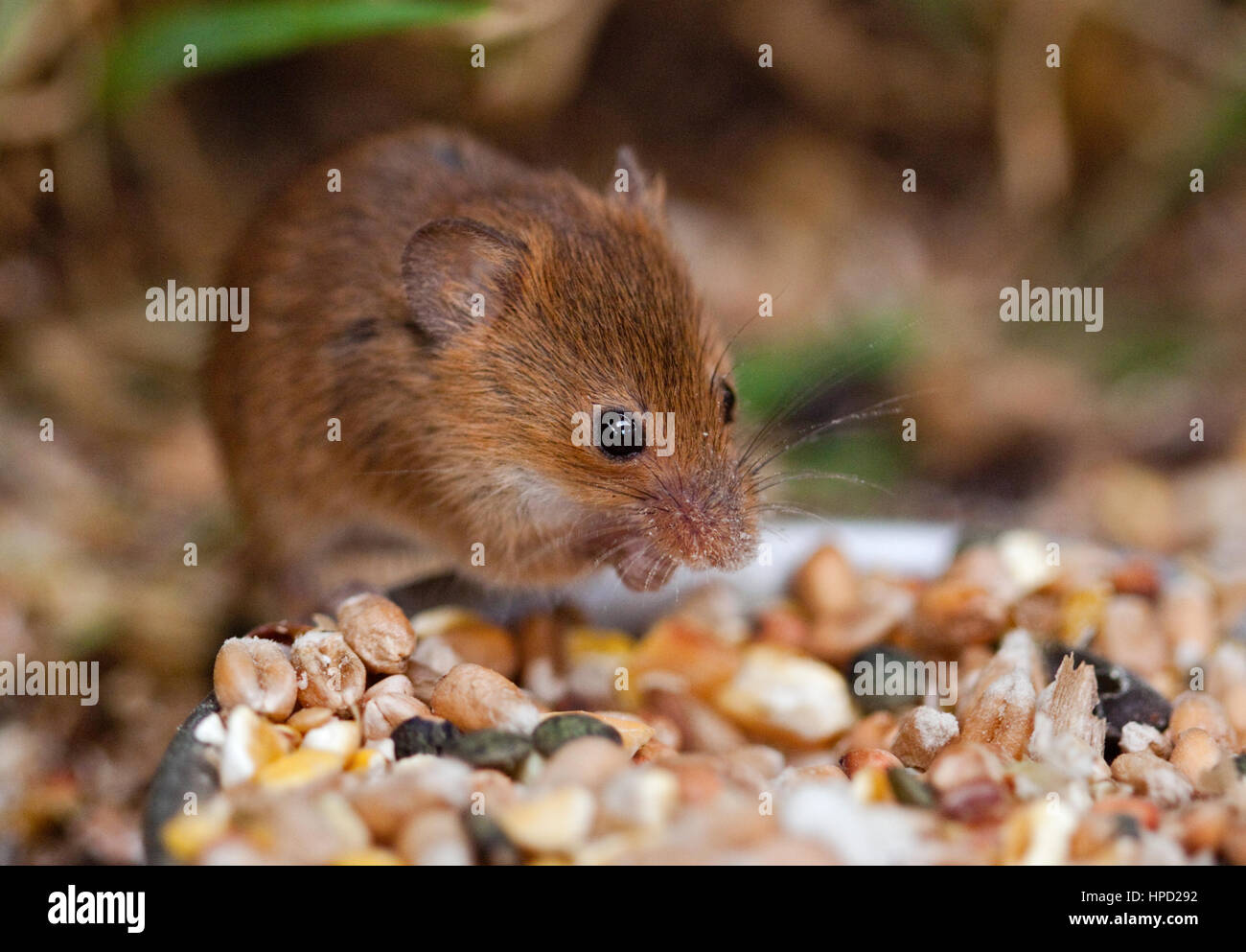 Harvest Mouse (micromys minutus Stock Photo - Alamy