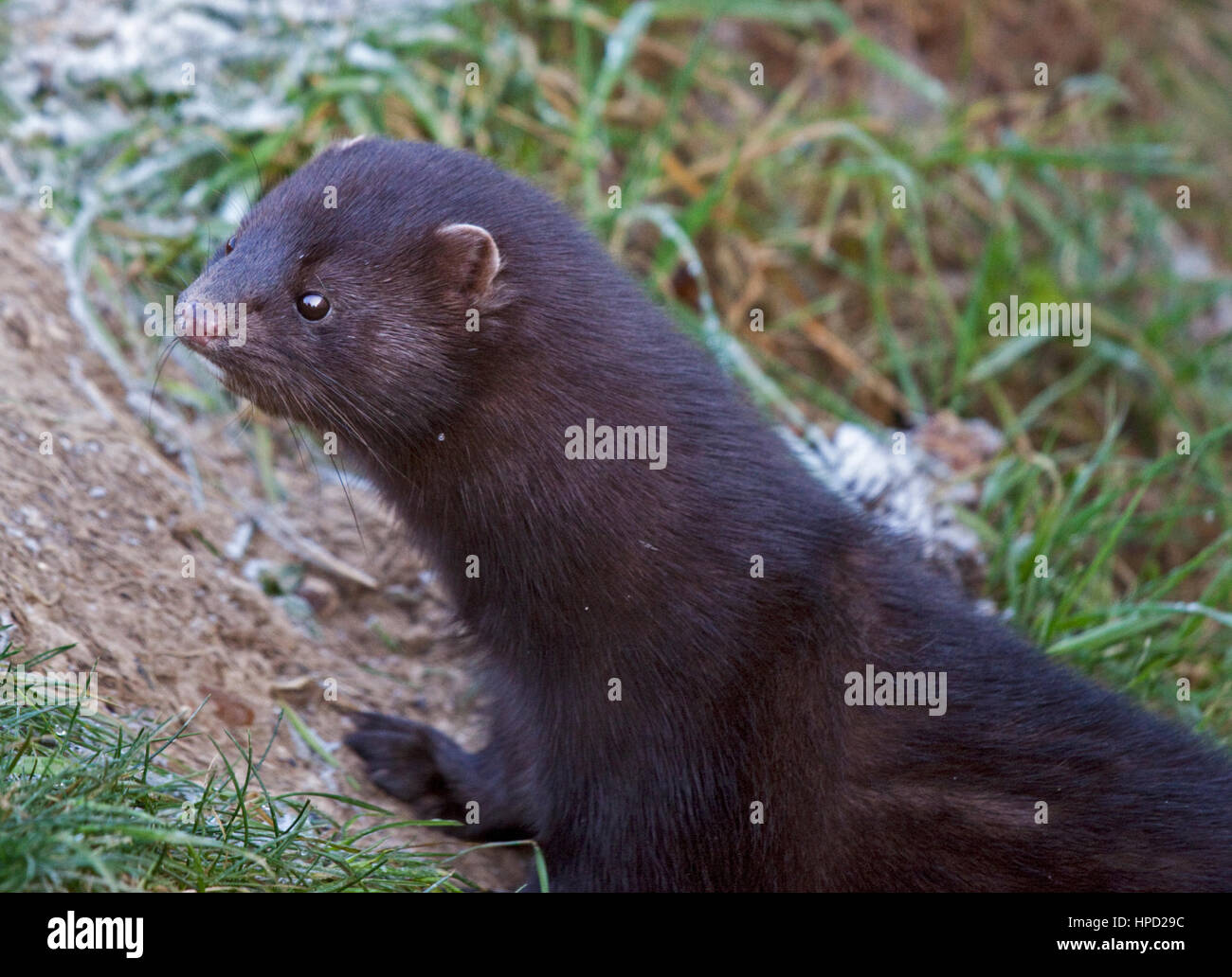 Minks mustela vison hi-res stock photography and images - Alamy