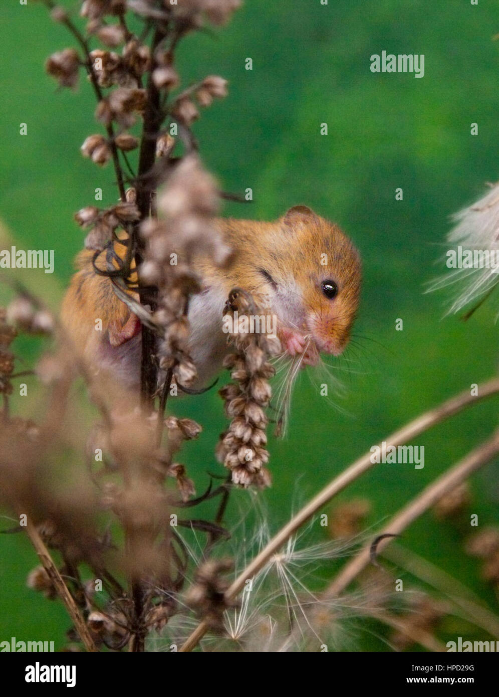 Harvest Mouse (micromys minutus Stock Photo - Alamy