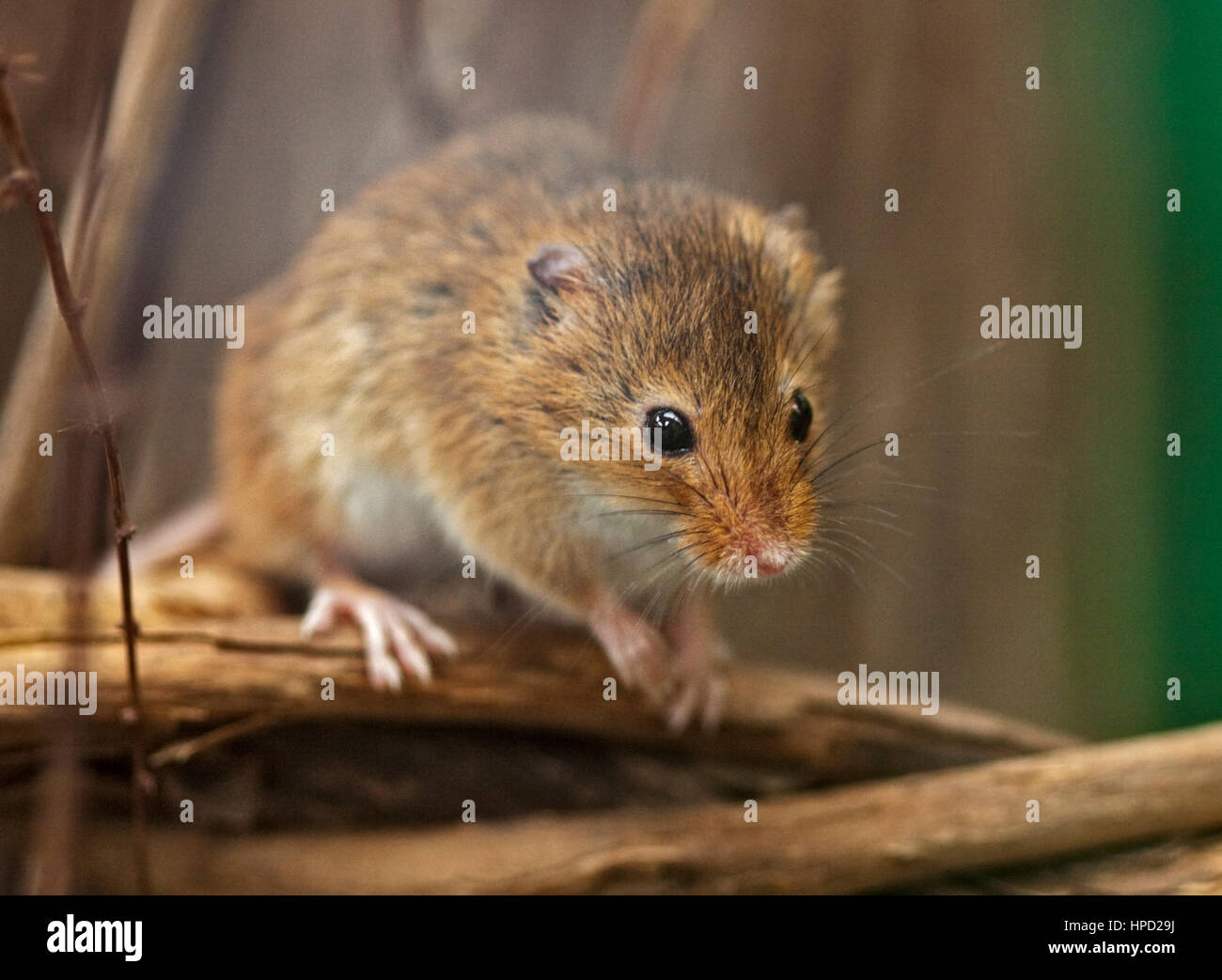 Harvest mouse hi-res stock photography and images - Alamy
