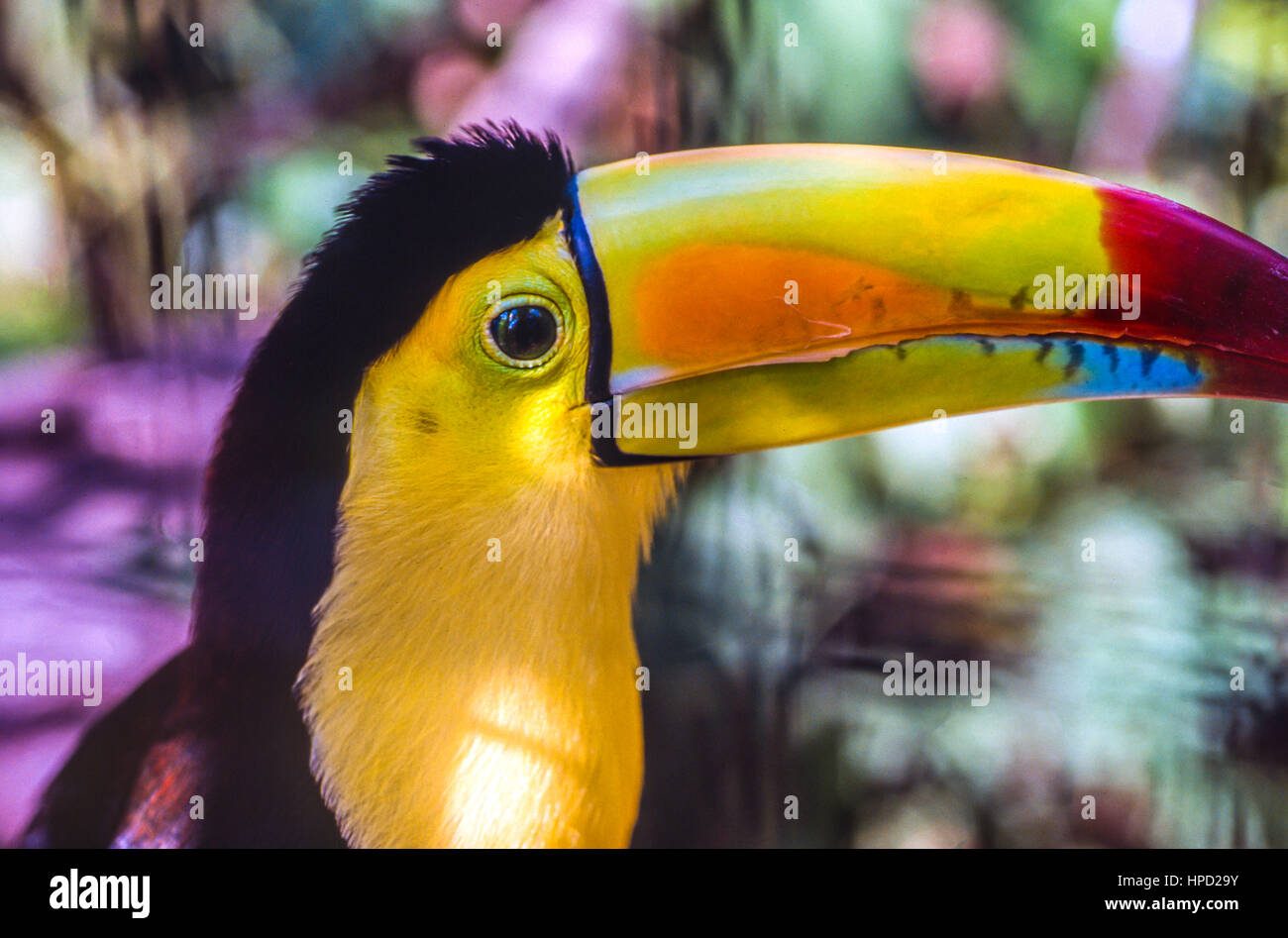 Family ramphastidae hi-res stock photography and images - Alamy