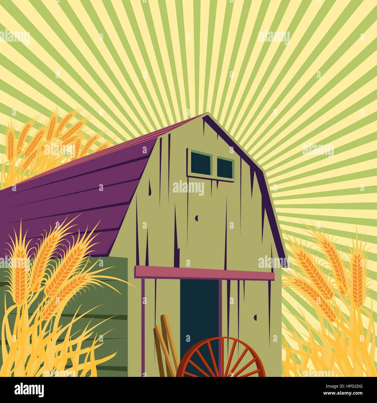 Farm rural scene with barns and golden wheat field. Organic food ...