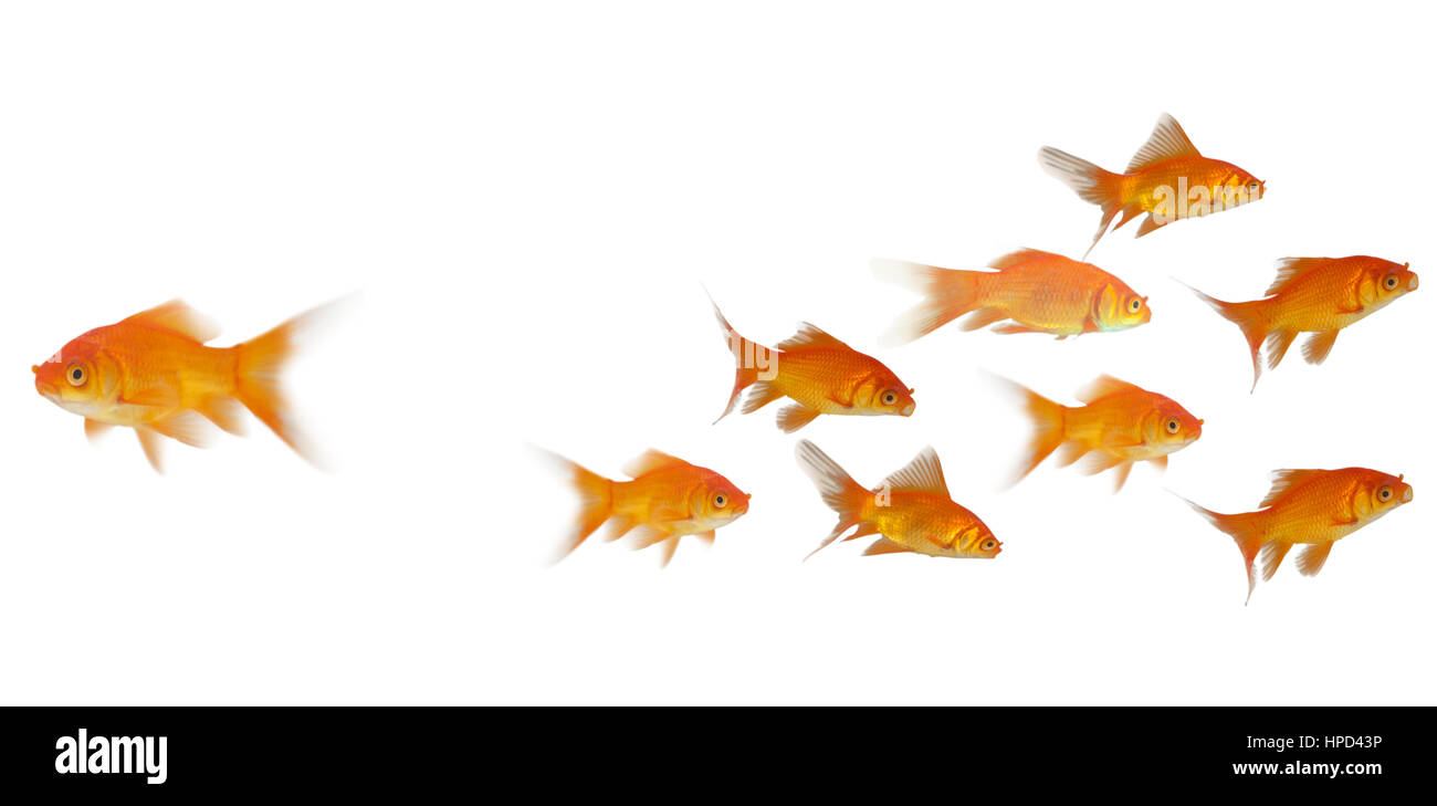 One female goldfish Cut Out Stock Images & Pictures - Alamy
