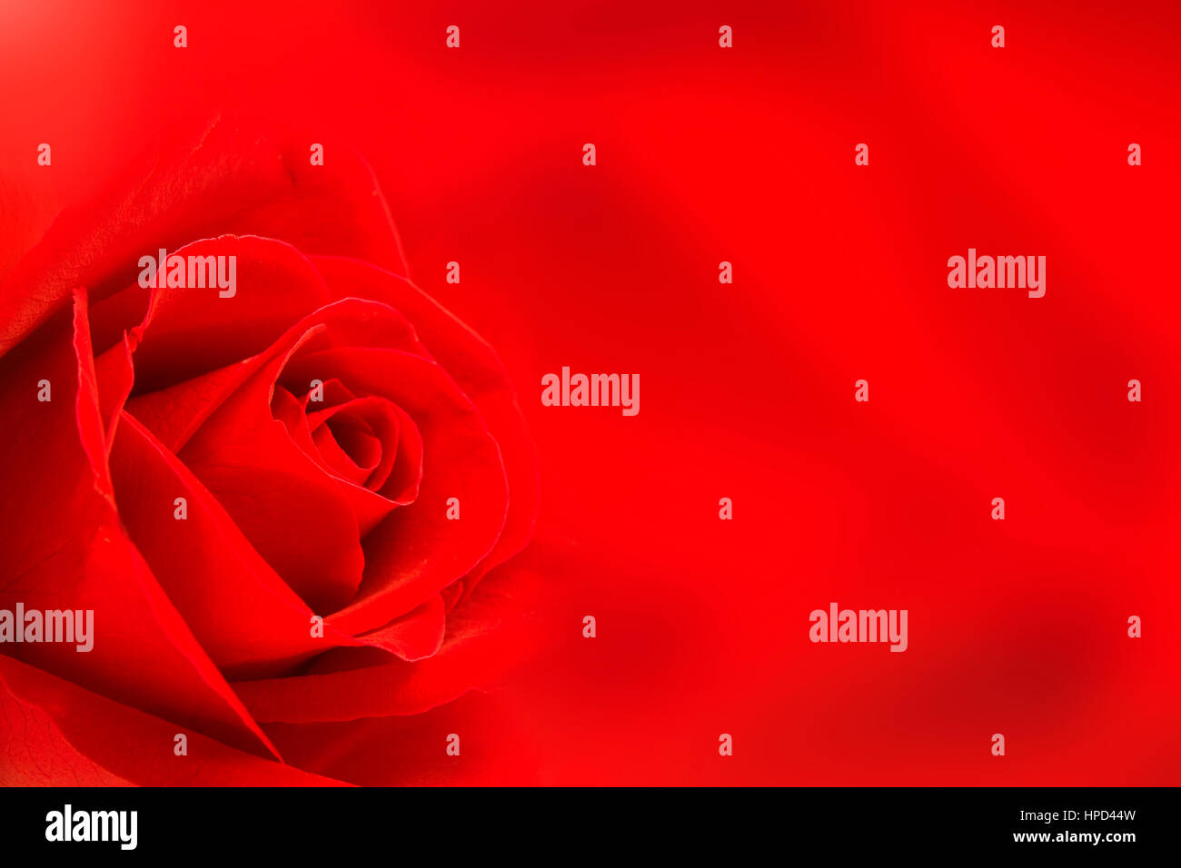 Closeup for beautiful red rose background Stock Photo - Alamy