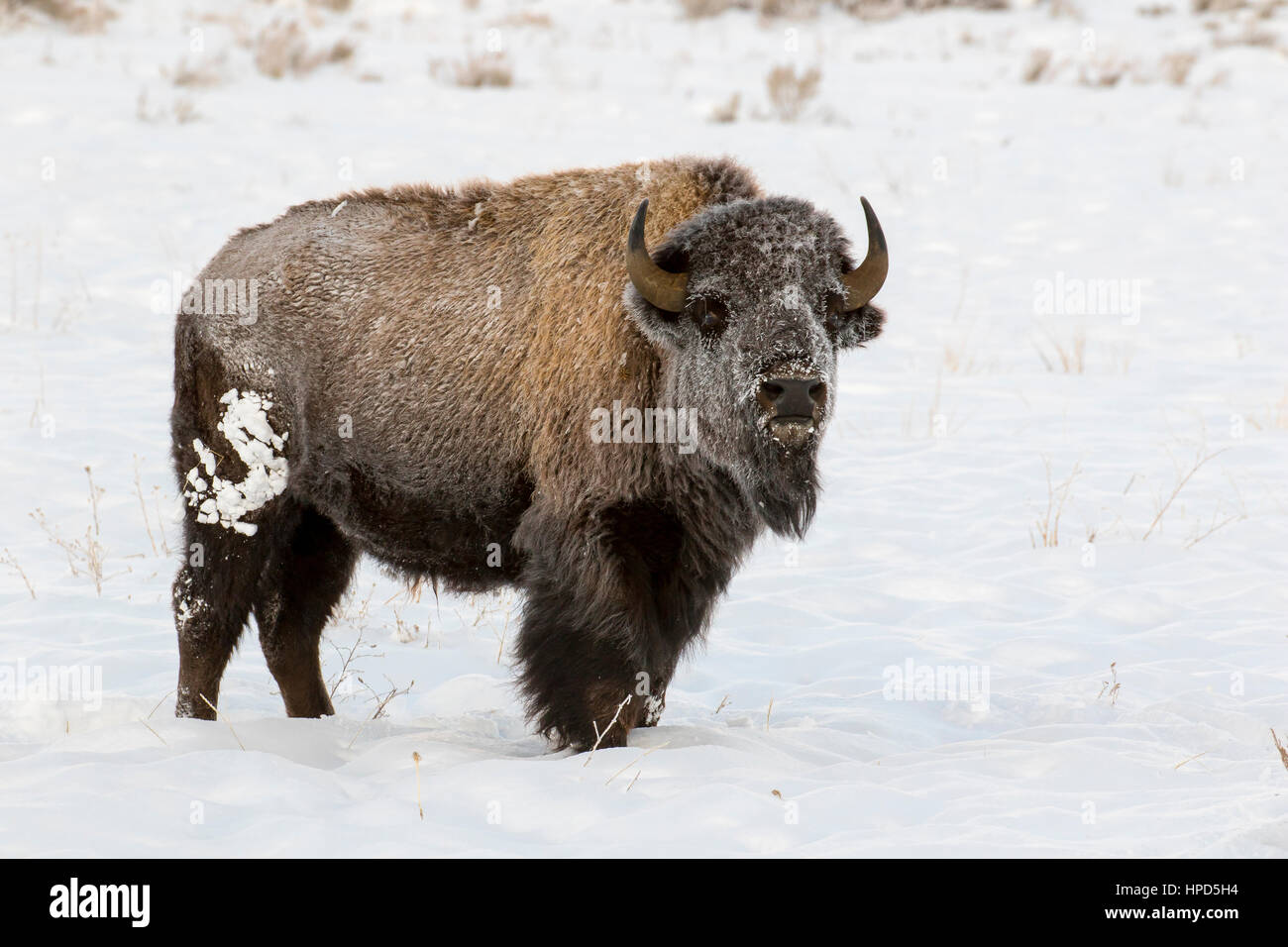 Cow bison in deep hi-res stock photography and images - Alamy