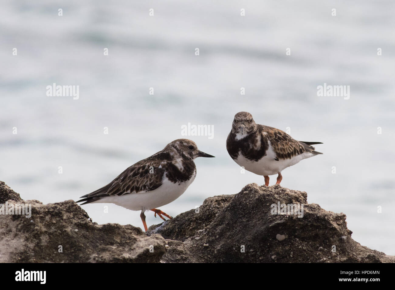 Pair of turnstone hi-res stock photography and images - Alamy