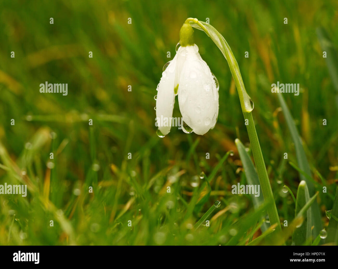 Single snowdrop with water droplets in very wet grass Stock Photo - Alamy