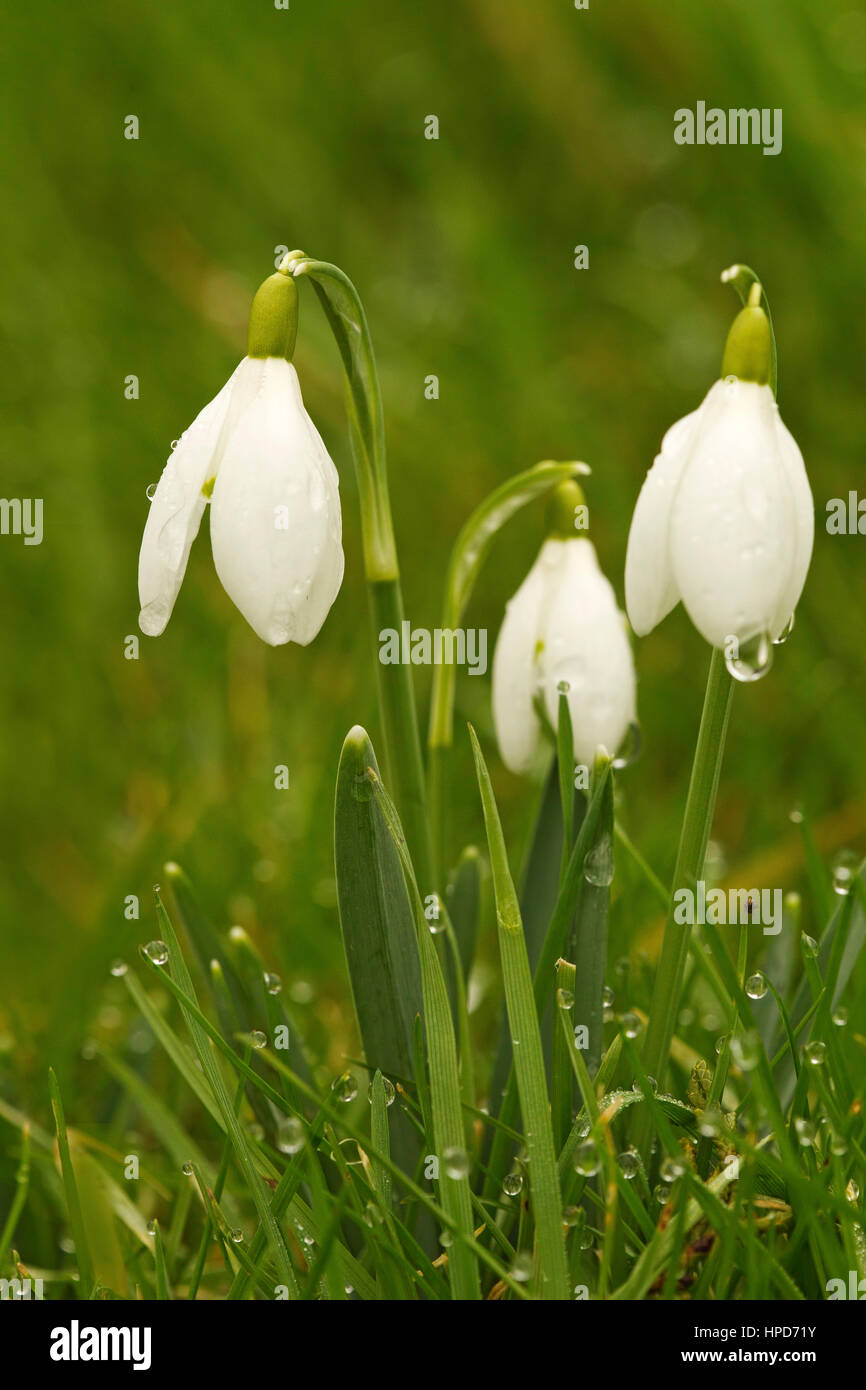 Three snowdrops with rain droplets in very wet grass Stock Photo - Alamy