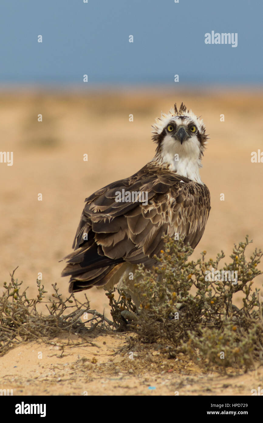 Nabq nature reserve hi-res stock photography and images - Alamy