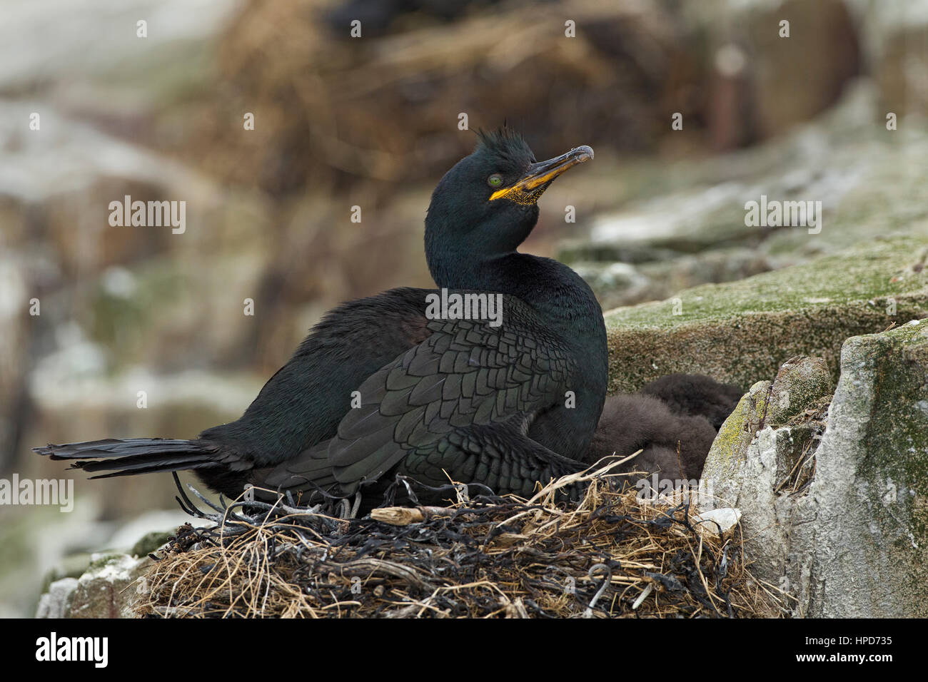 Shag and chicks in nest hi-res stock photography and images - Alamy