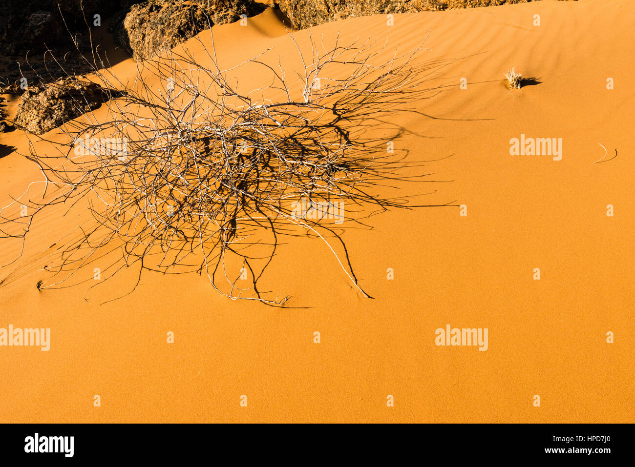 Sand and Dried Plants, Northern Namibia Stock Photo - Alamy