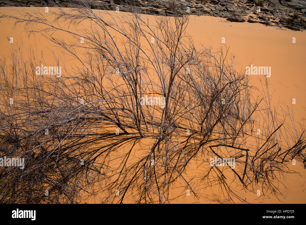 Sand and Dried Plants, Northern Namibia Stock Photo - Alamy