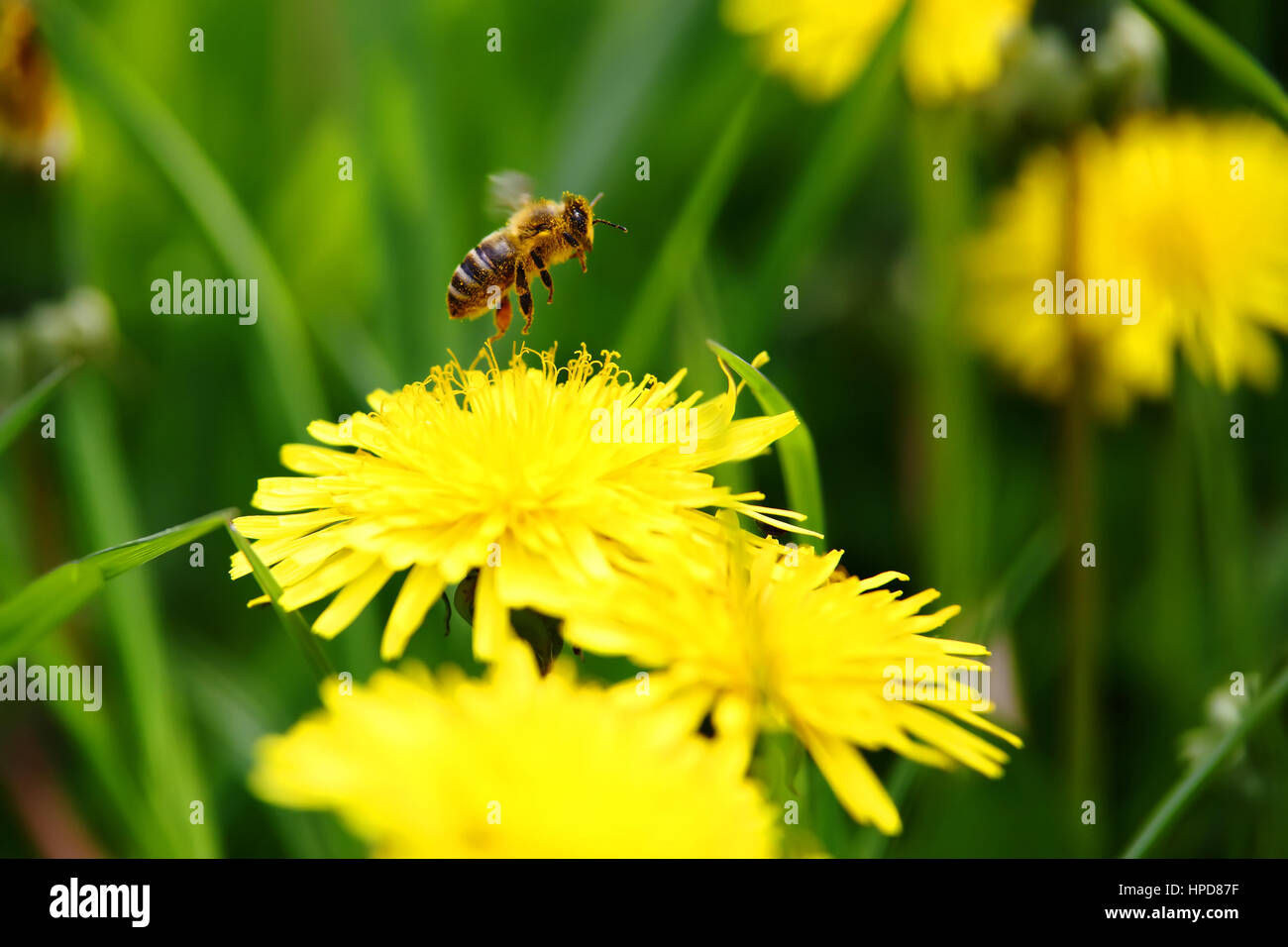 Close up yellow flower bee hi-res stock photography and images - Alamy