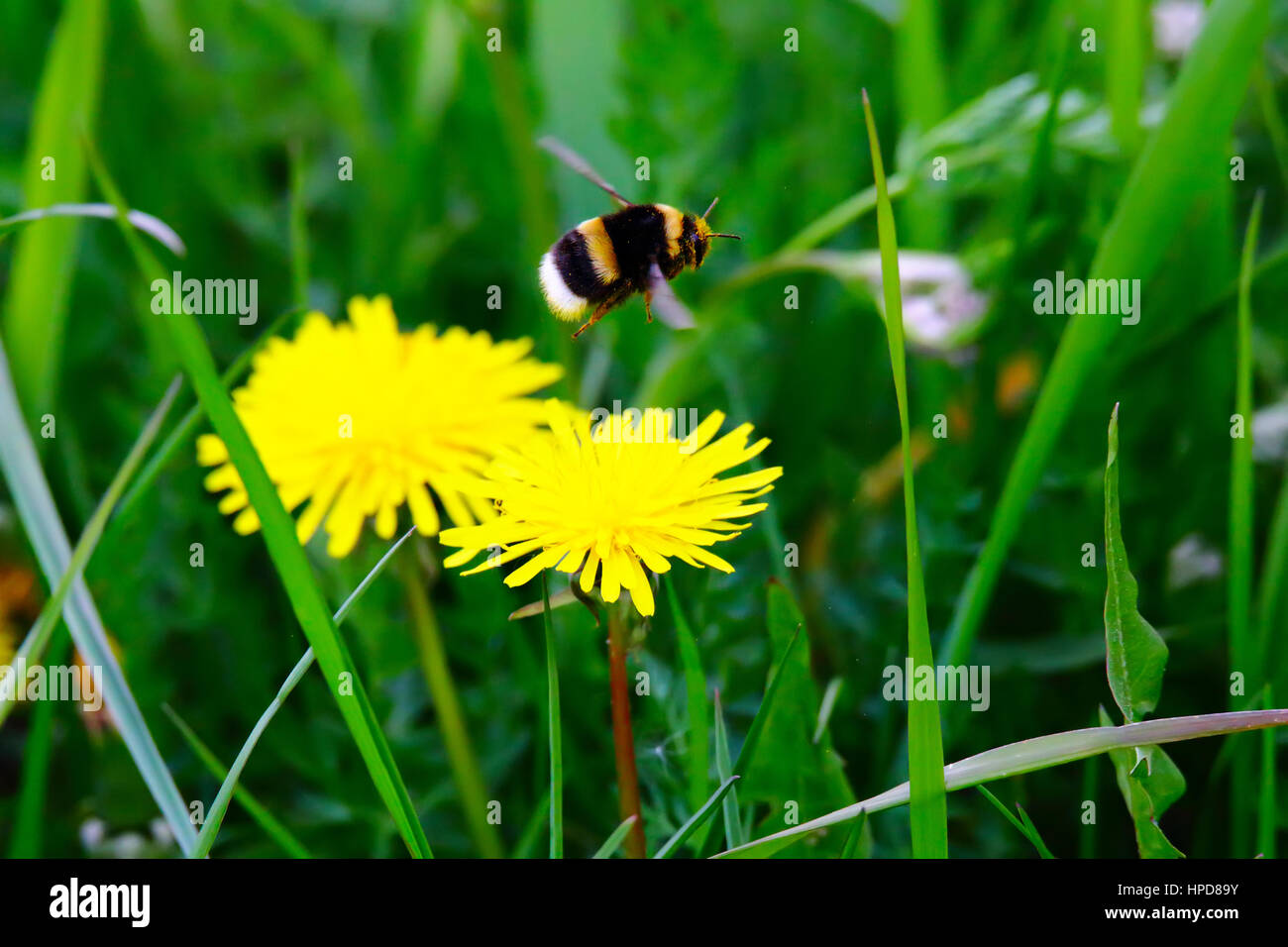 Insect flight flying flower hi-res stock photography and images - Alamy