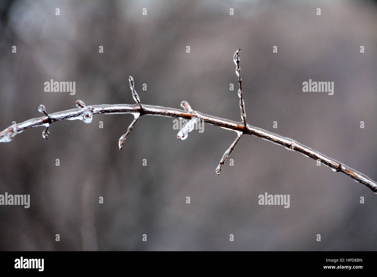 Ice Covered Branch Stock Photo - Alamy